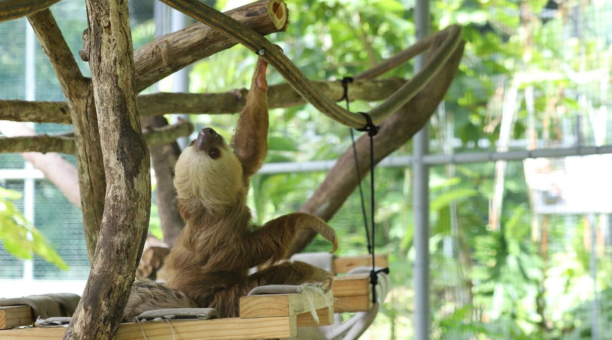 Celebra el día del oso Perezoso en el Summit - Eventos 507